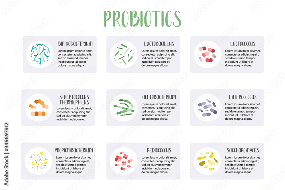 Probiotics infographic. Lactic acid bacteria. Good bacteria for gut and ...