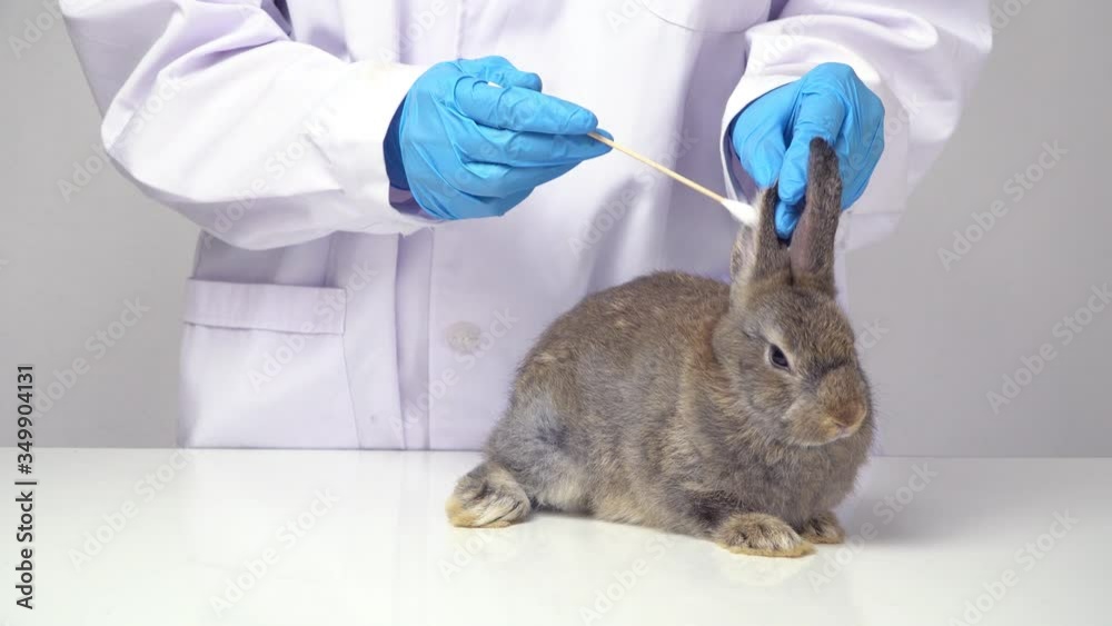 Veterinarian uses Cotton Swab for examining and finding The fungus and ...