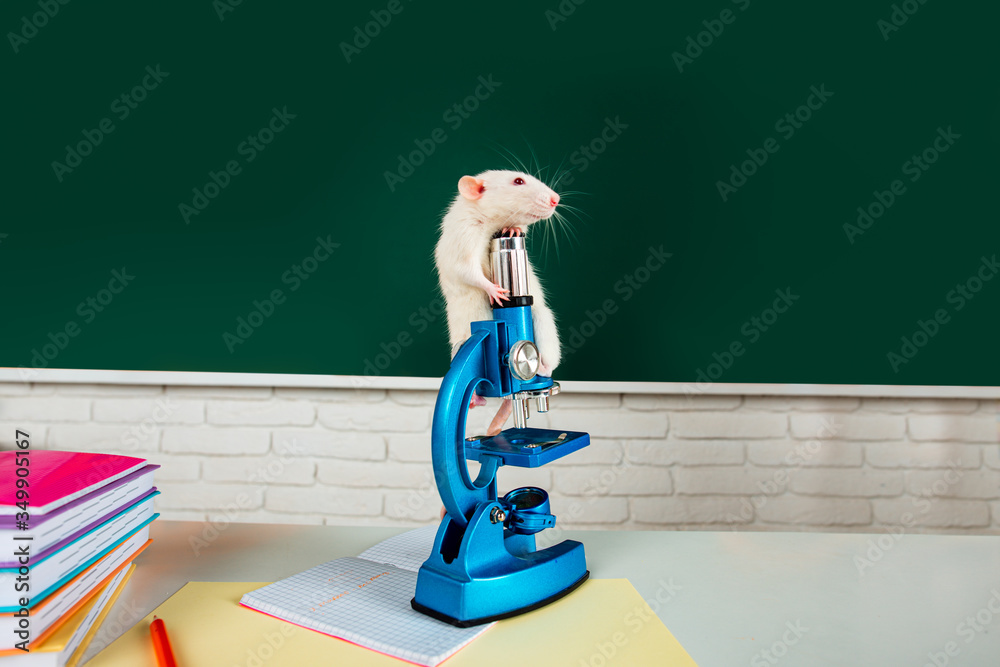 Cute rat on microscope in school laboratory. Funny white rat looking ...