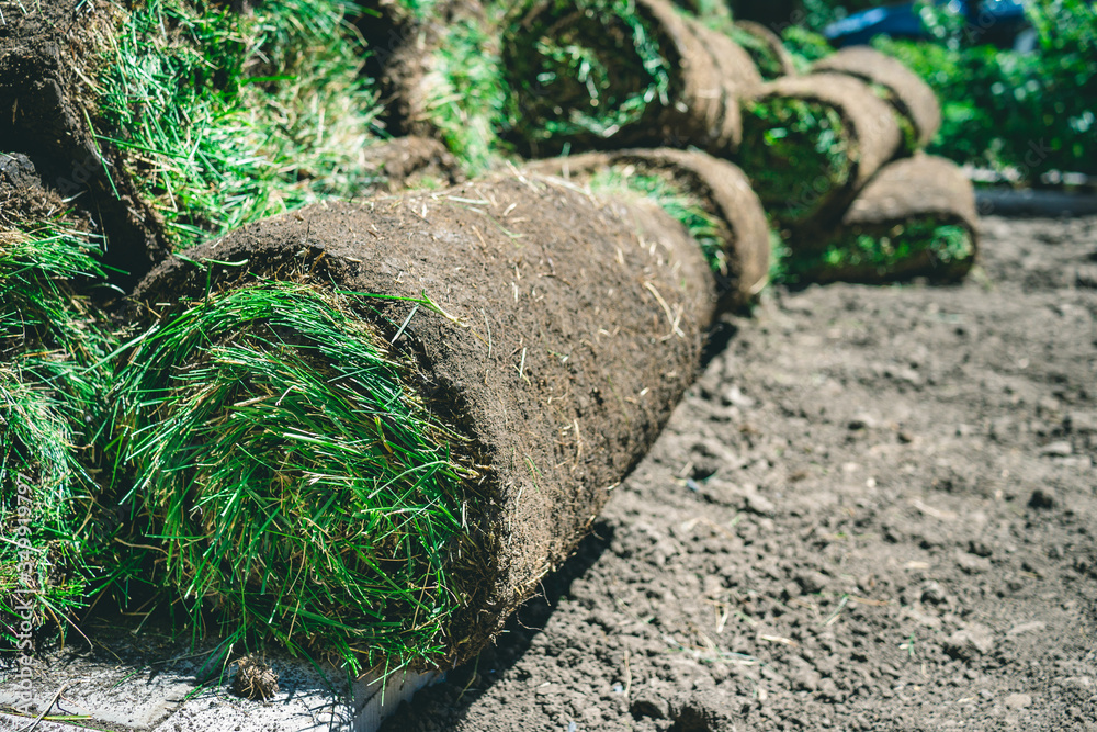 Rolls of fresh green lawn lie near the ground. Delivery of the finished ...