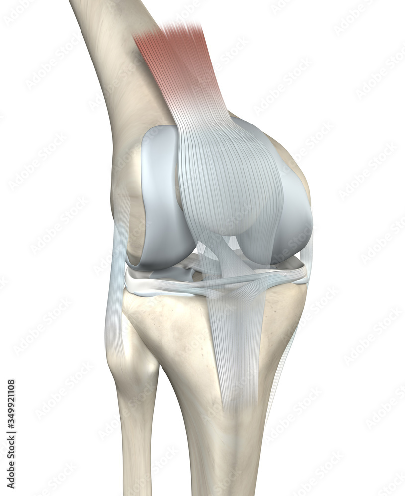 Knee joint anatomy, menisci and ligaments, medically 3D illustration ...