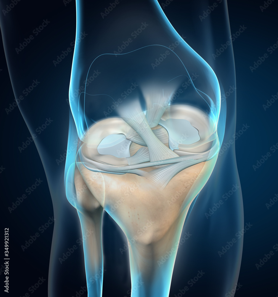 Knee joint, menisci and ligaments, medically 3D illustration Stock ...