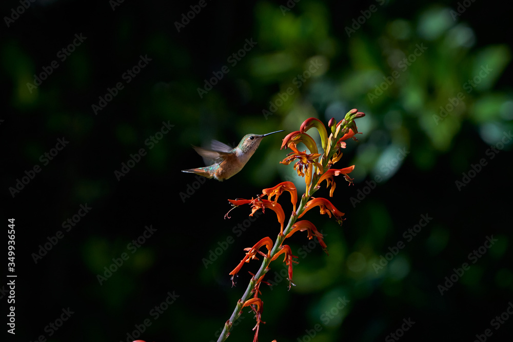 Hummingbird flying and feeding on Lucifer Plants. Different Wing ...