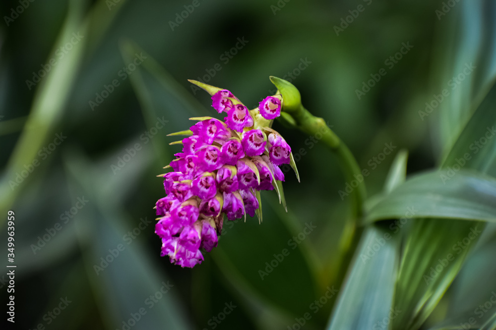 Elleanthus, Orquidea called "Flor de Cristo", cluster of purple flowers ...
