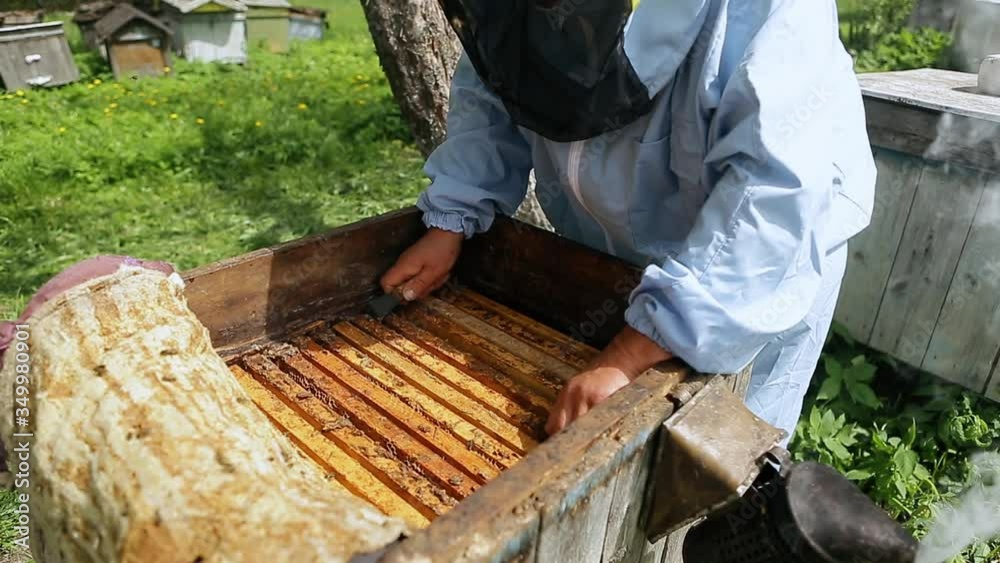 Beekeeper on apiary. Beekeeper is working with bees and beehives on the ...