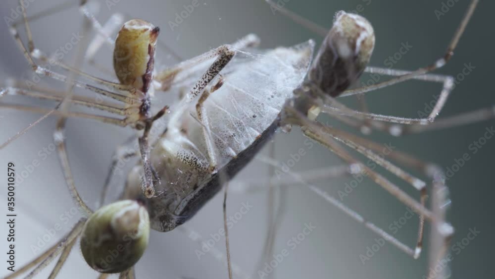Three daddy long legs spiders or longbodied cellar spiders (Pholcus ...