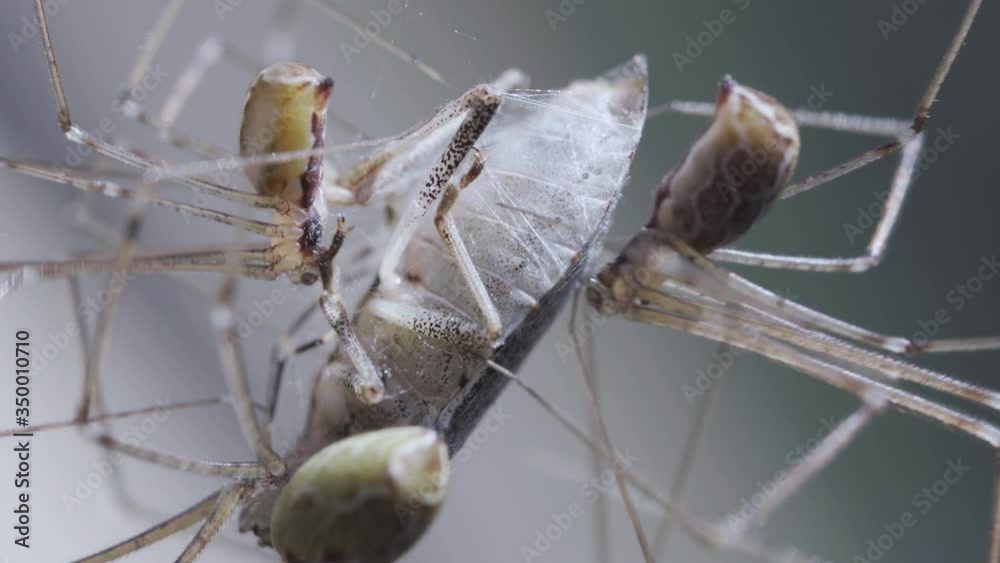 Three daddy long legs spiders or longbodied cellar spiders (Pholcus ...