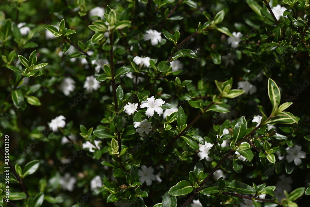 Serissa japonica (Tree of a thousand stars) flowers / Rubiaceae ...