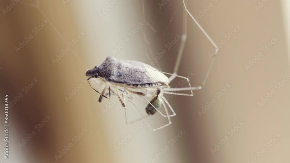 Daddy long legs spider or longbodied cellar spider (Pholcus ...