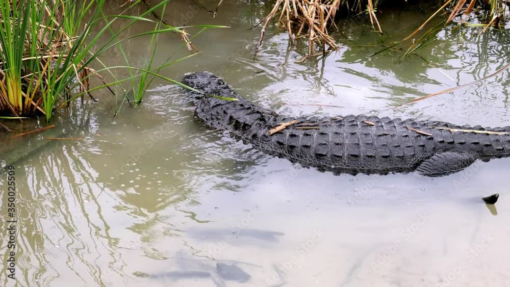 Closeup of an Alligator turning around slowly in swamp water. Footage ...