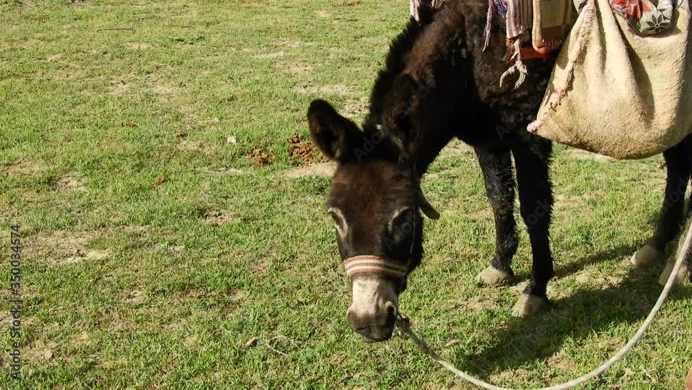 a donkey feeding its stomach, a donkey with a saddle on its back, Stock ...