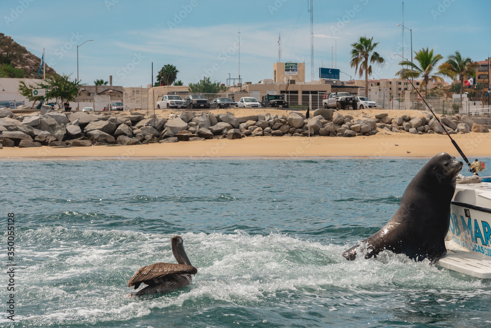 Los Cabos, Mexico - Jan 2019 waters around Cabo are home to marine ...