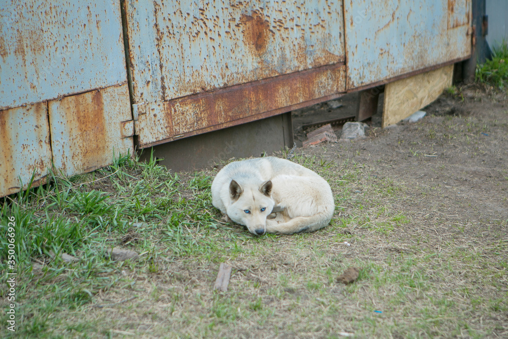 the dog is curled up on the street. A stray animal is warming itself ...