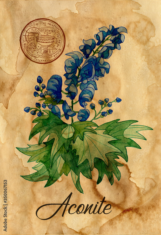 Aconite flower with magic seal on old paper texture background. Witch ...