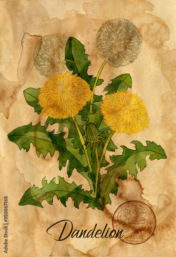 Dandelion flower with magic seal on old paper texture background. Witch ...
