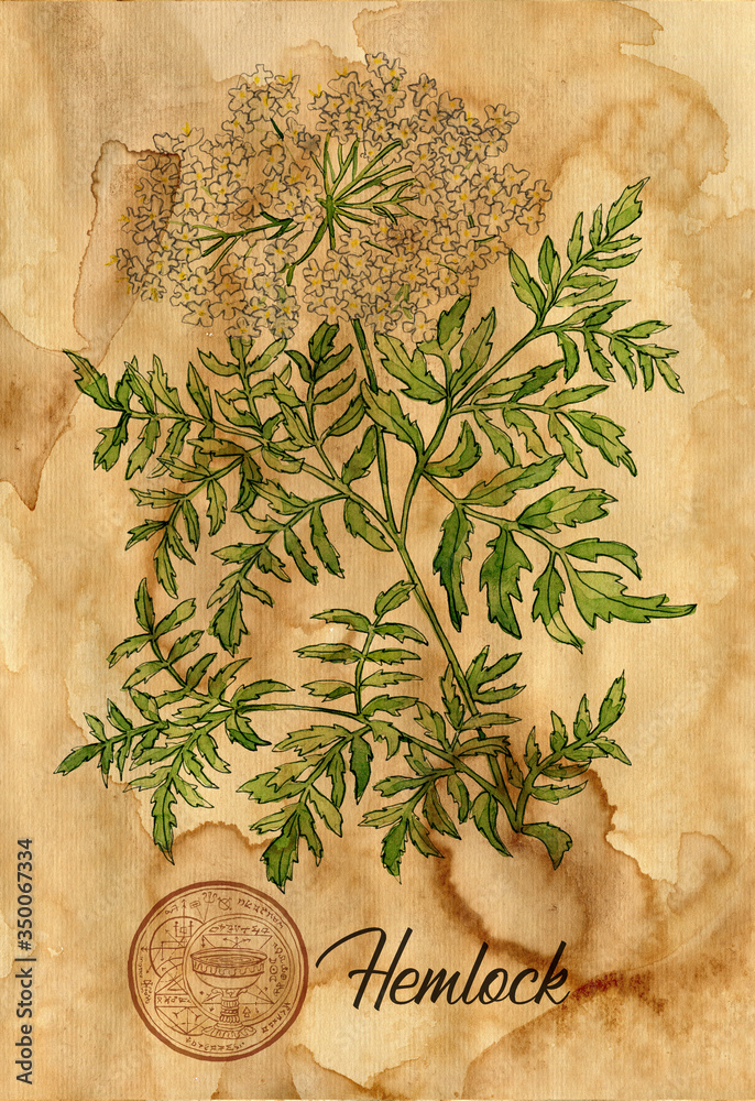 Hemlock flower with magic seal on old paper texture background. Witch ...
