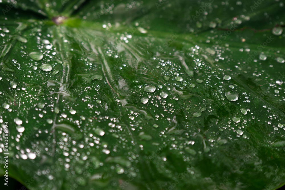 Falling drops on a leaf in the Amazon Rainforest during the tropical ...