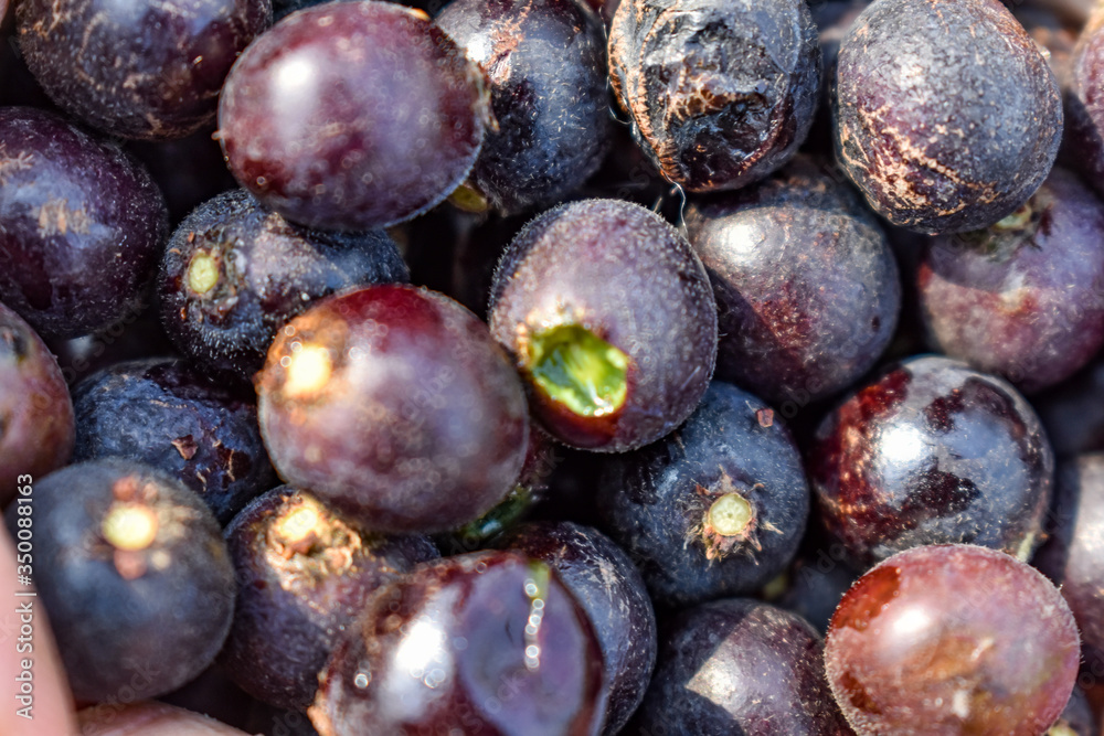 Indian fruit char Raw fruits also know as Buchanania Lanzan close full ...