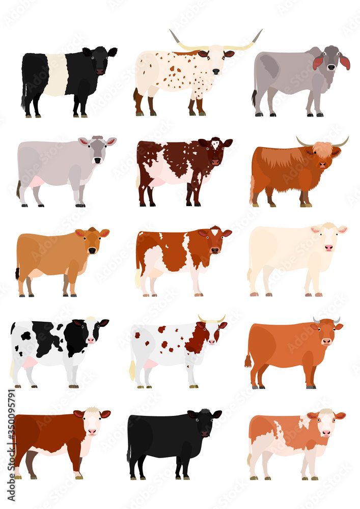 cow breeds chart Stock Vector | Adobe Stock