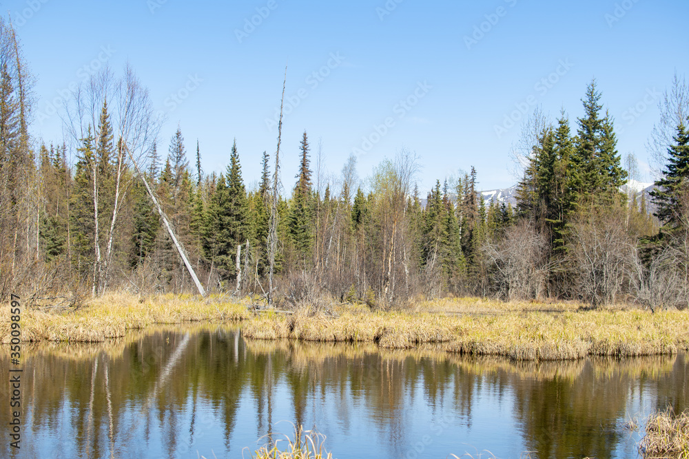 Reflection on the still waters of an Alaskan wetland. Stock Photo ...