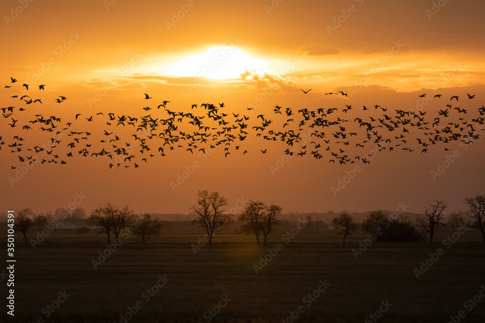 flying big flock of Greylag goose (Anser anser) over sunset landscape ...