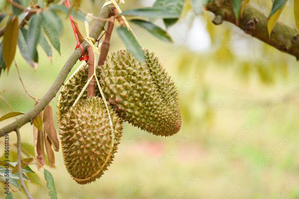 Durian fruit hanging on the durian tree in the garden orchard tropical ...