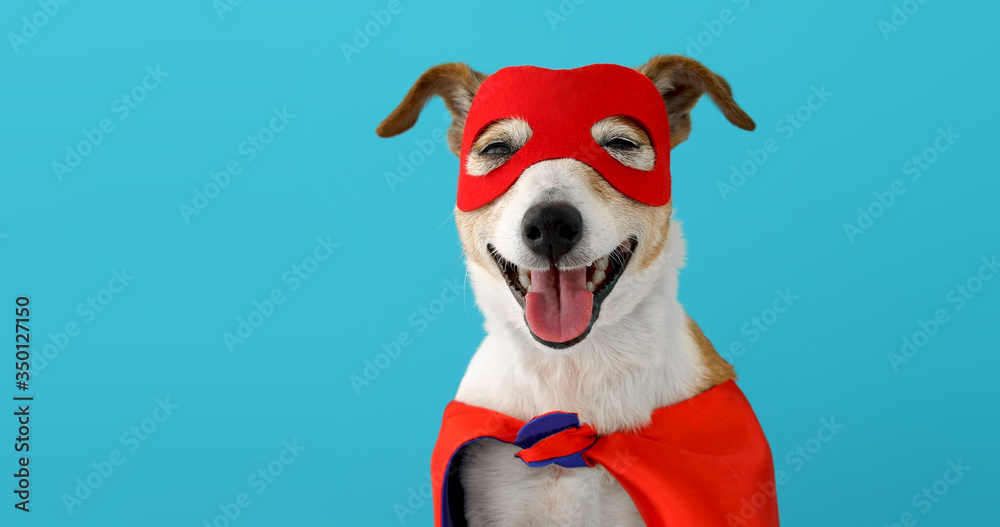Dog super hero costume. little jack russell wearing a red mask for ...