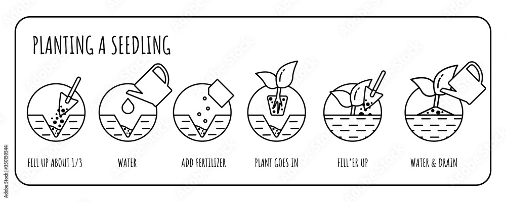 Steps in Transplanting Seedlings. Seedling gardening plant. Vector line ...