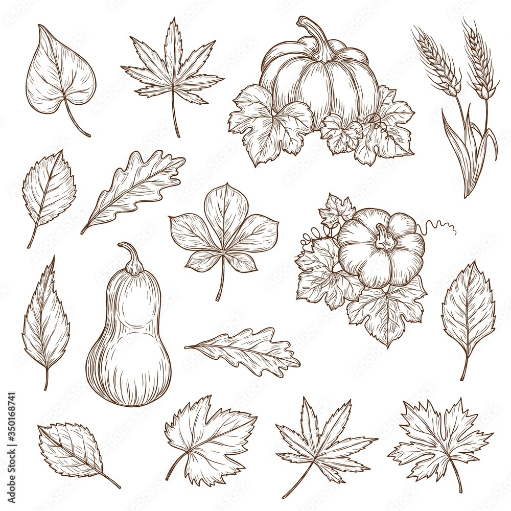 Autumn leaves and pumpkins isolated vector sketch icons. Fall foliage ...