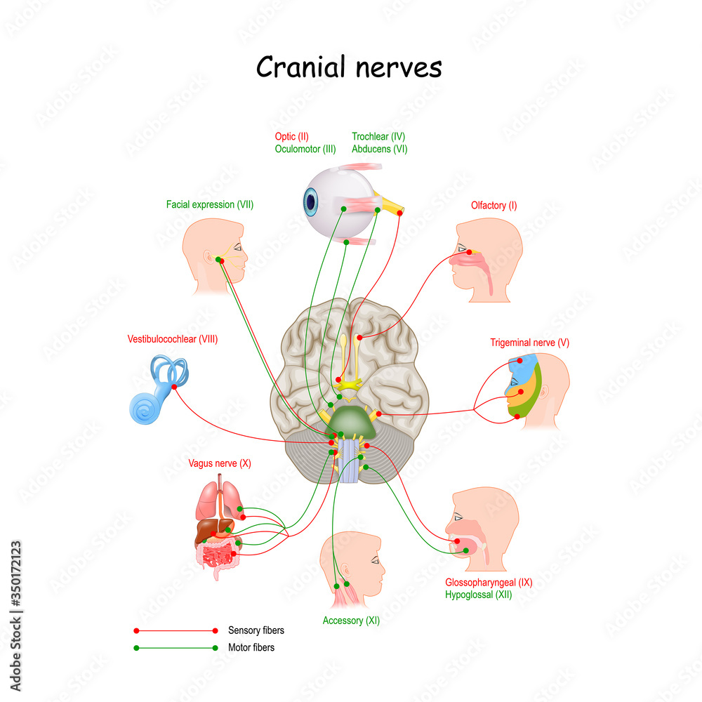 Photo & Art Print Cranial nerves in humans brain, designua