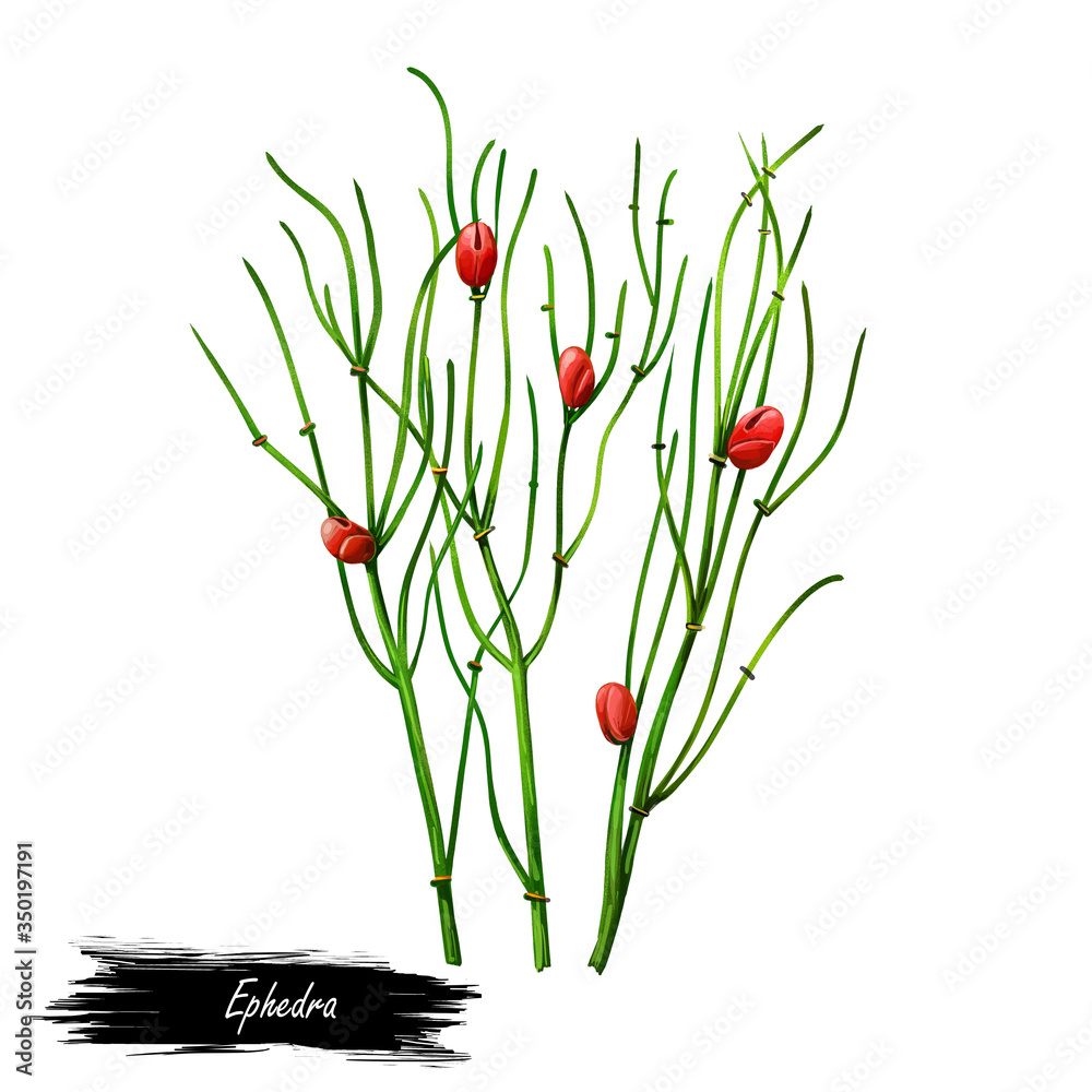 ภาพประกอบสต็อก Ephedra ma huang sinica Chinese ephedra isolated digital ...