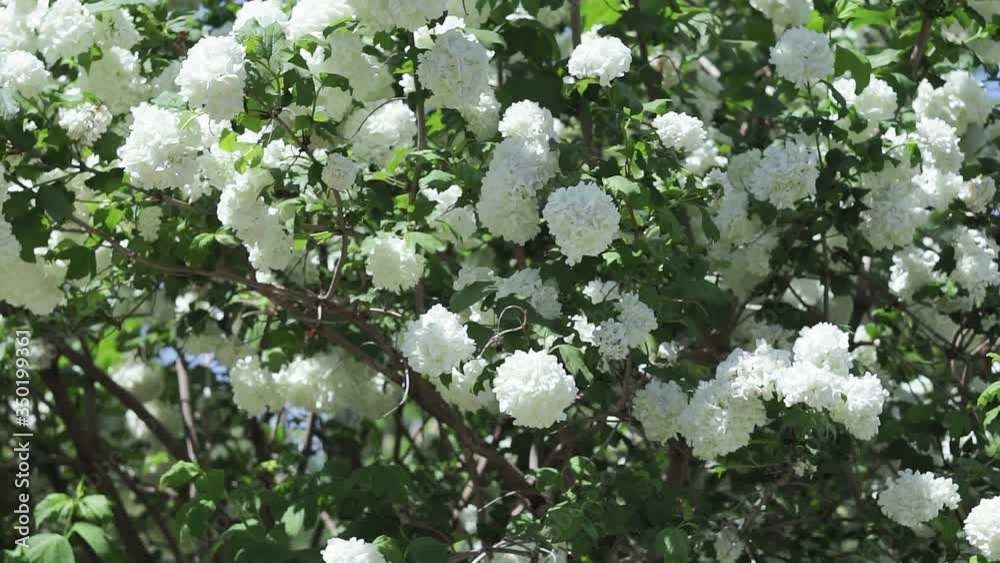 Hydrangea paniculata bush with hydrangea flowers that sway in the wind ...