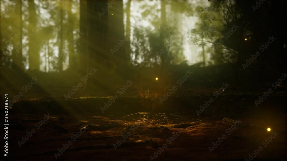 firefly in misty forest with fog Stock Video | Adobe Stock