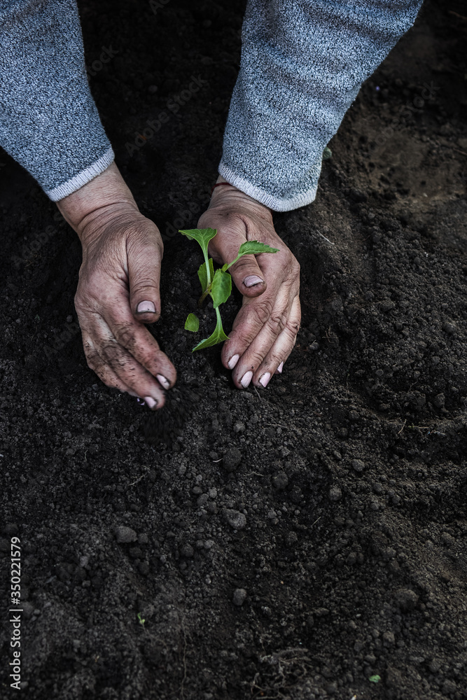 cropped female elderly hands plant a young plant of tomato seedlings in ...