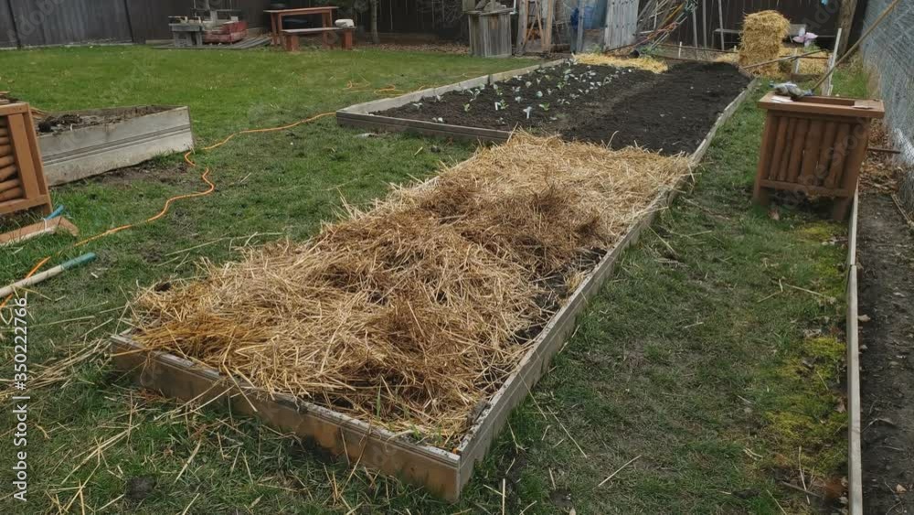 Home gardening - Time lapse of a man spreading hay over planted potato ...