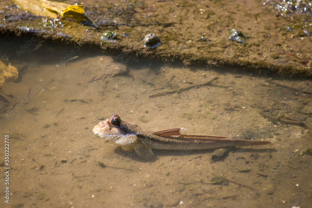 a Giant mudskipper (Periophthalmodon schlosseri) in the pond of ...