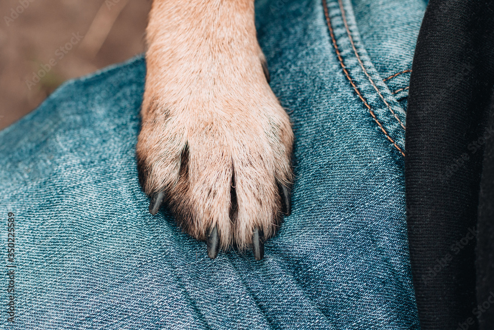 Friendship and loyalty concept. Dog paw with claws close up laying on ...
