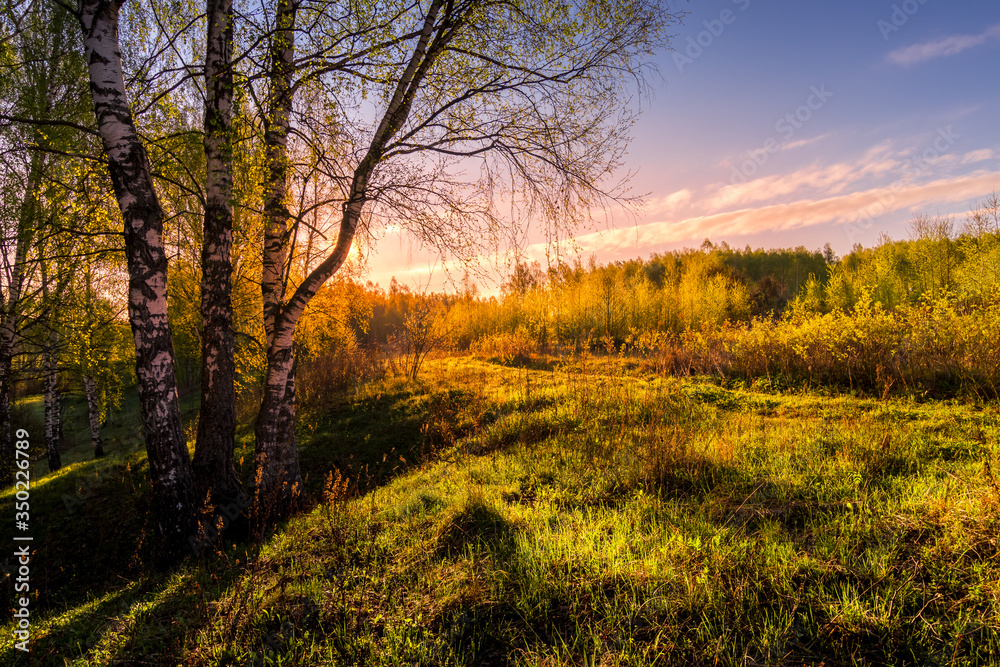 Sunrise or sunset in a spring birch forest with rays of sun shining ...
