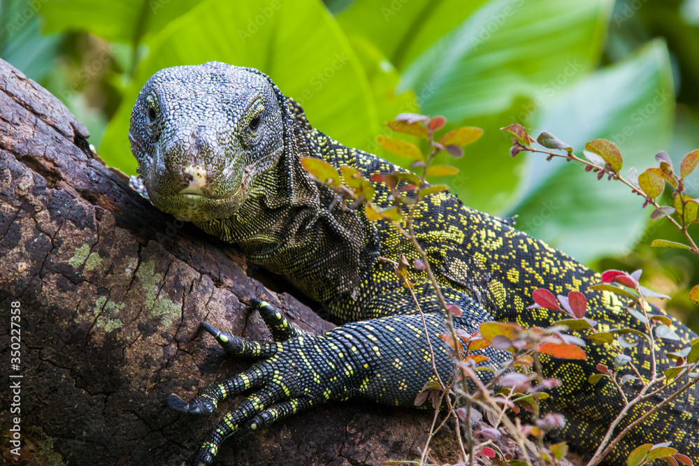 Foto de Salvadori's monitor (Varanus salvadorii) is one of the longest ...