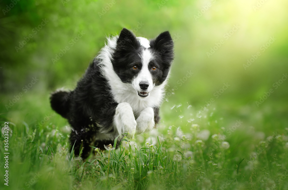 Fényképezés border collie dog beautiful portrait funny walk in nature ...