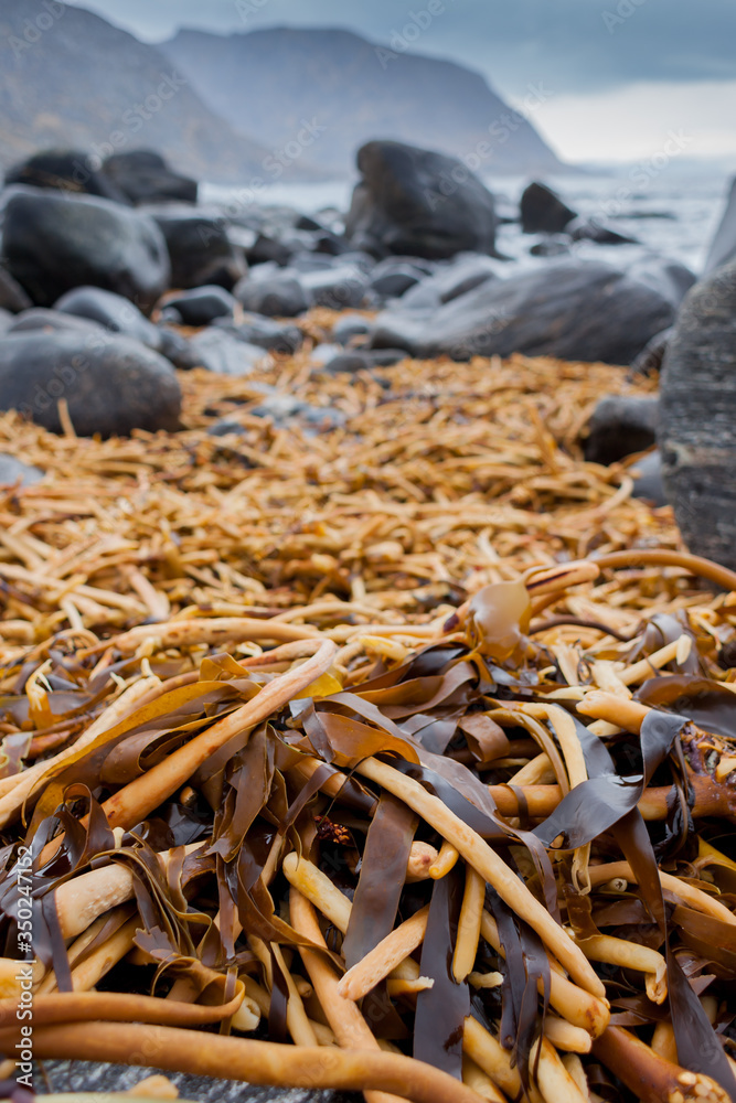 MULEVIKA, NORWAY - 2014 FEBRUARY 28. Long holdfasts of big red kelp ...