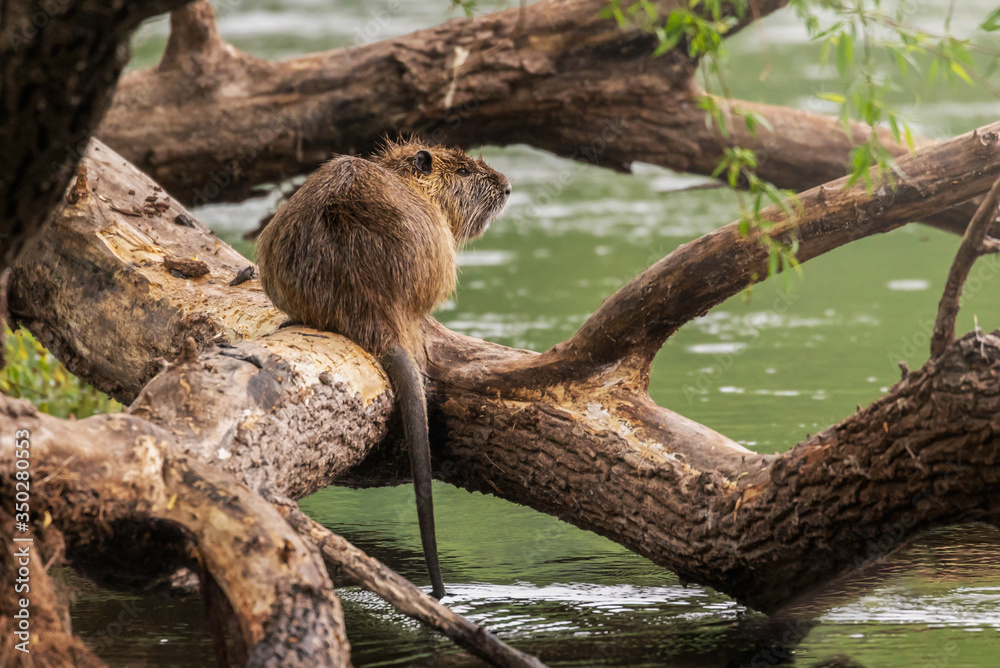Hermoso coipo (myocastor coypus) descansando sobre un tronco, con su ...