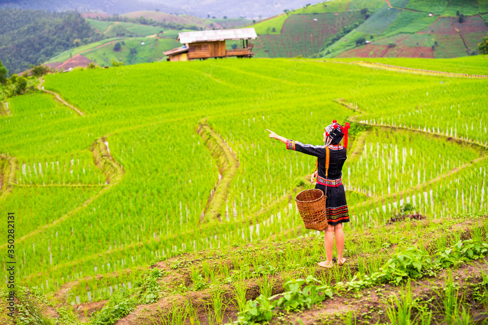 Foto Stock Pakhayo girl Walking on the rice terraces. Ban Pa Bong Piang ...