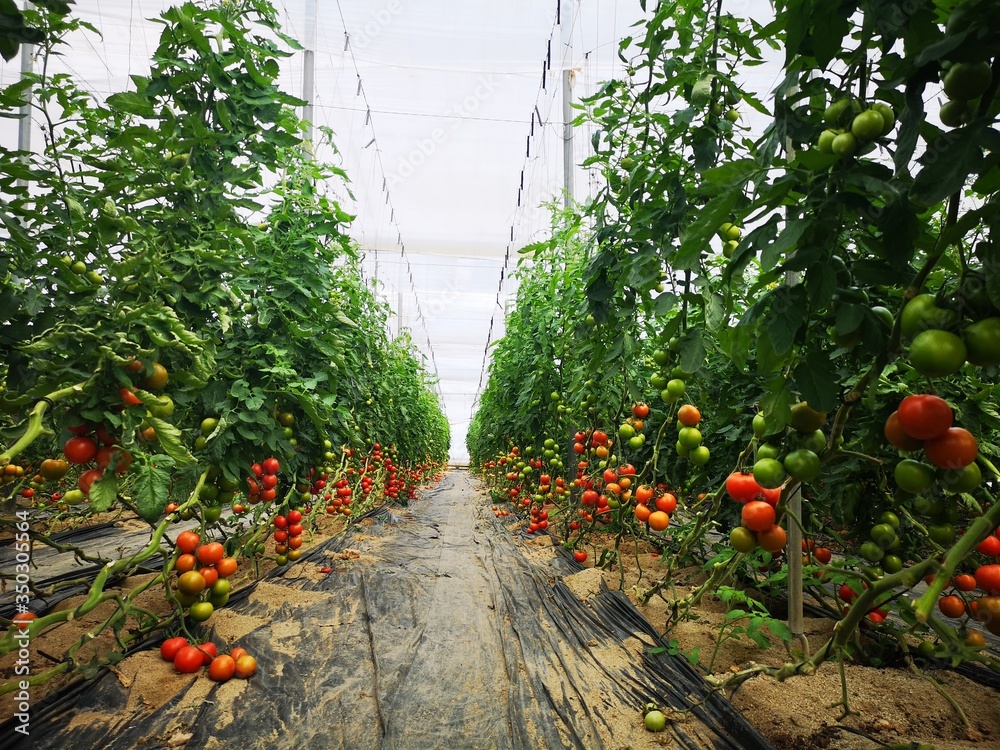 Cultivo de tomate en invernadero Stock Photo | Adobe Stock
