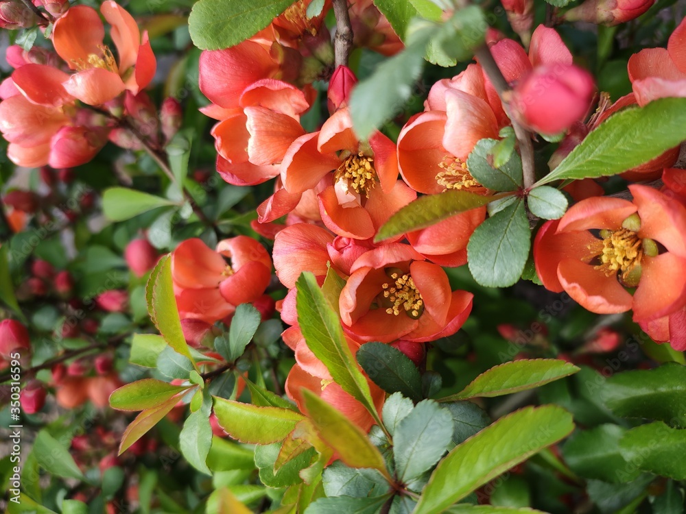 Blossoming Chaenomeles (flowering quince, Japanese quince), a genus of ...