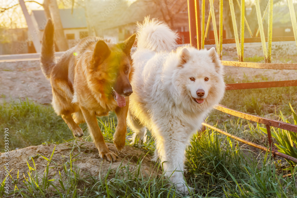 Samoyed Mixed With German Shepherd