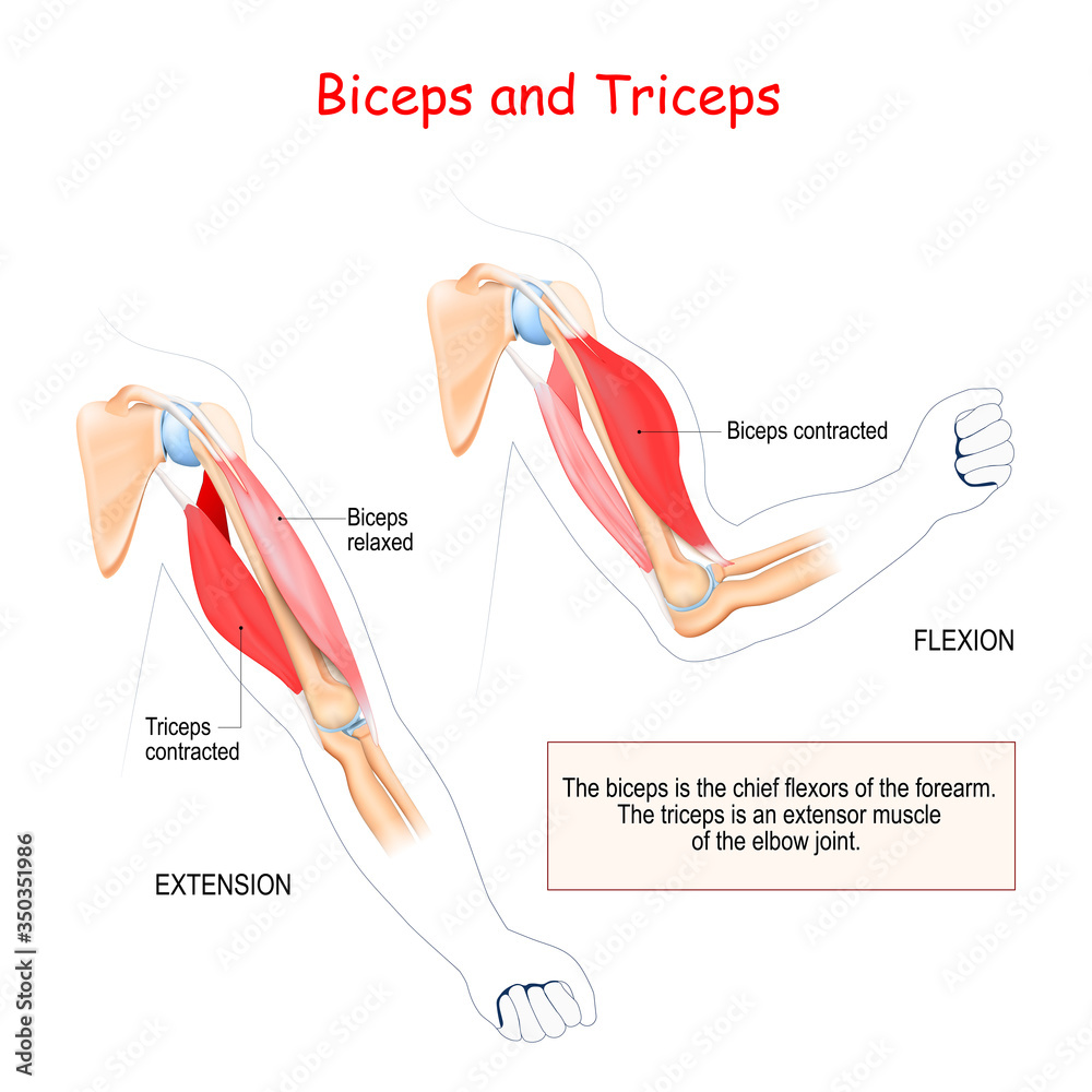 anatomy of biceps and triceps Stock Vector | Adobe Stock