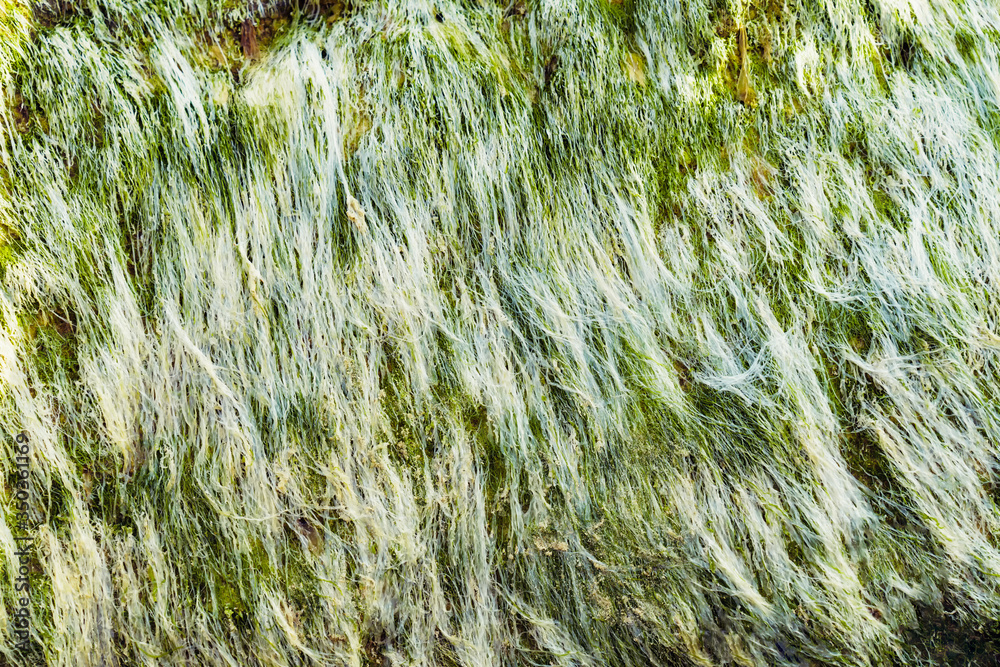 Close up texture of seaweed on a seaside rock. Background with green ...