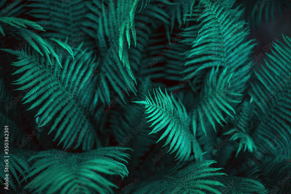 green background. Leaf background. Leaf. Background. Stock Photo ...