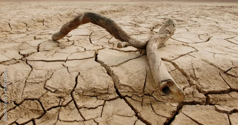 Close up shot of dead branch lying on deserted ground. Driftwood on ...